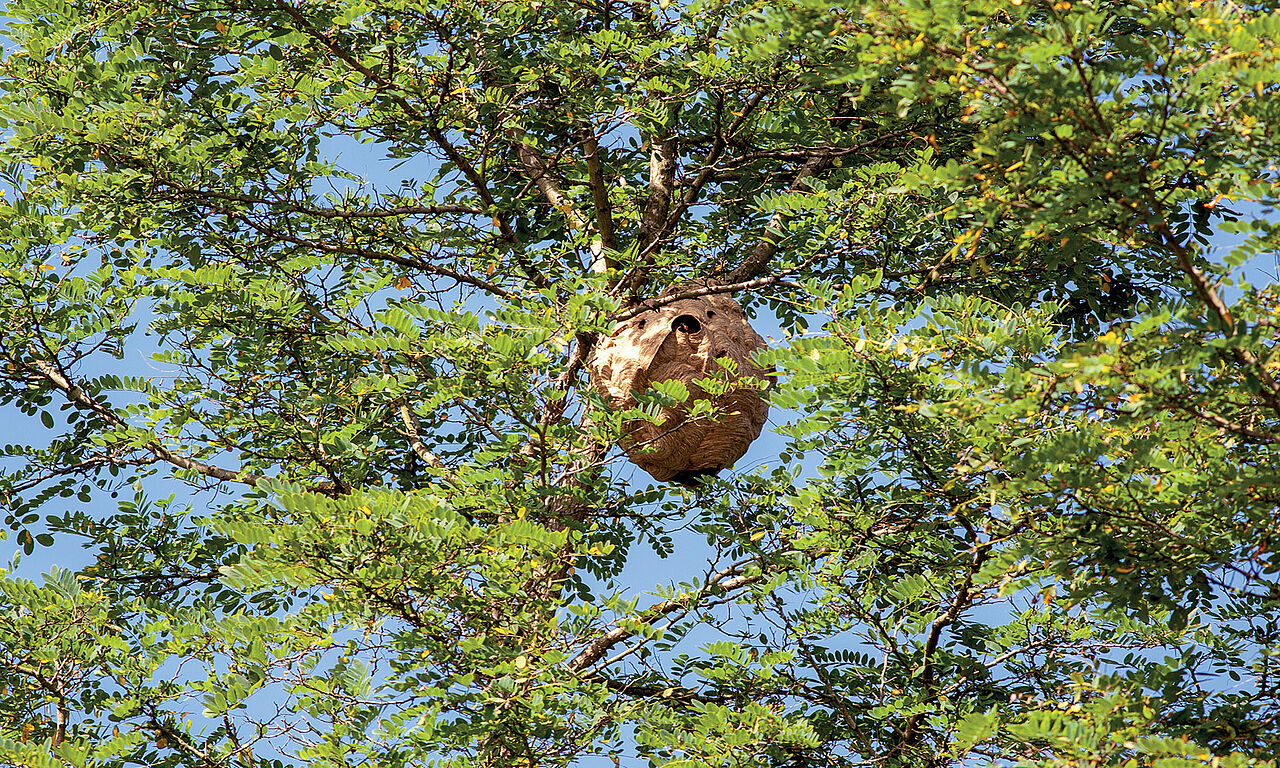 Frelons asiatiques : le programme de destruction des nids a démarré ...